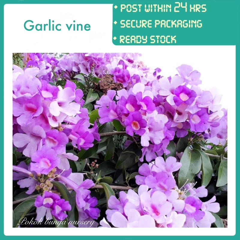 PBN - garlic vine - pokok bunga nursery rajin berbunga lebat mansoa ...
