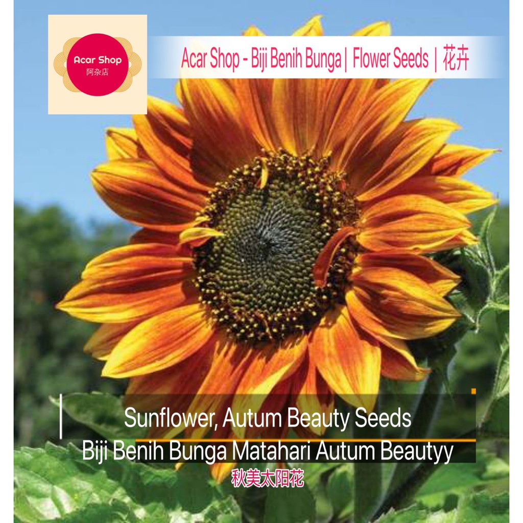 Sunflower, Autumn Beauty Seeds | Biji Benih Bunga Matahari | 秋美太阳花 ...