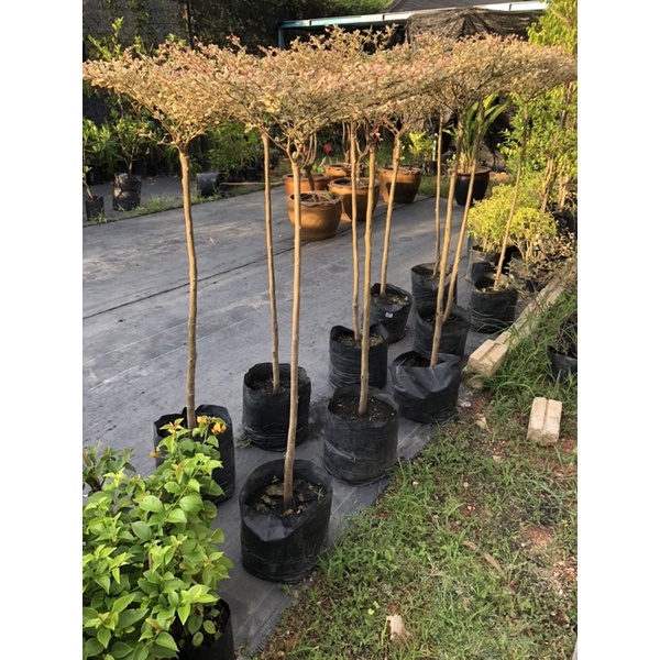Pokok Bucida Putih Batik | Shopee Malaysia