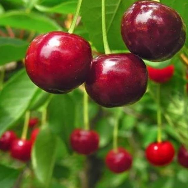POKOK CHERRY HYBRID... | Shopee Malaysia