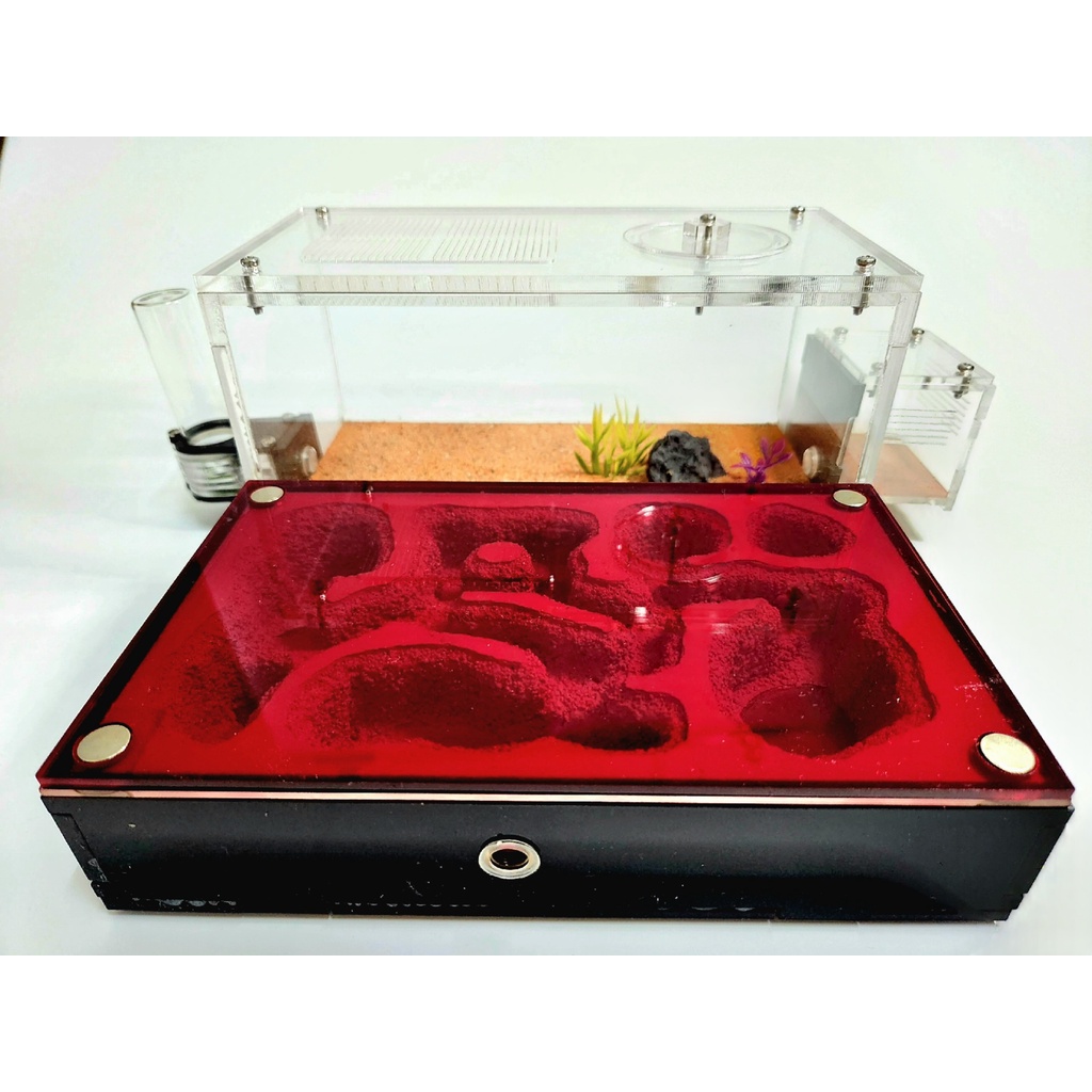 The Jumbo Formicarium 1 - Ant Farm Ant Formicarium Ant Outworld Ant ...