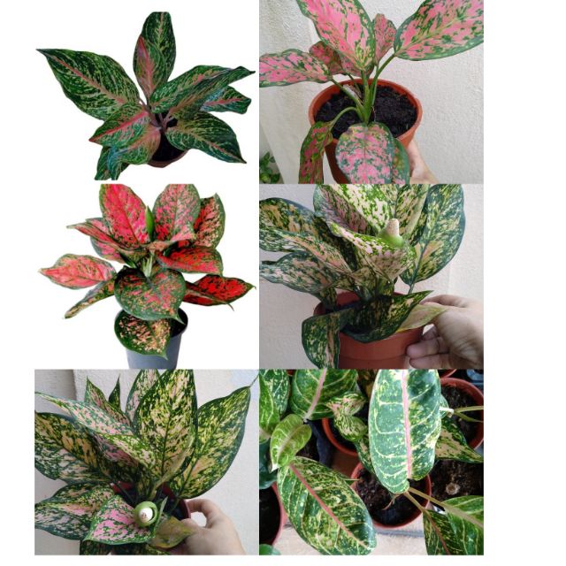 Real Live Pokok Plant Aglaonema Greenish Pink Red Chinese Evergreen ...