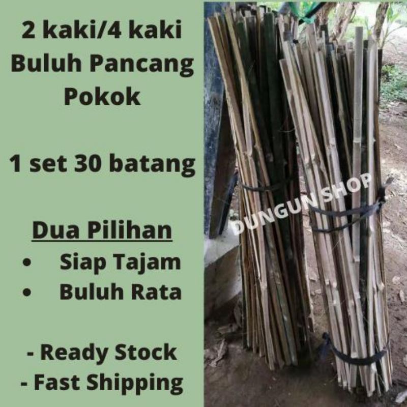 Buluh Pancang/Buluh Pancang Pokok 1 Set 30 Batang 60cm/120cm | Shopee ...