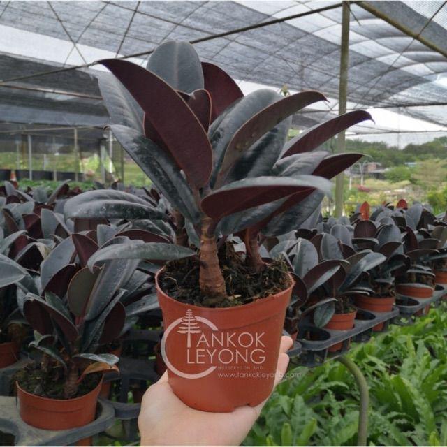 TKL - Ficus Elastica Black Burgundy India Rubber Plant 黑金刚橡皮树 | Shopee ...