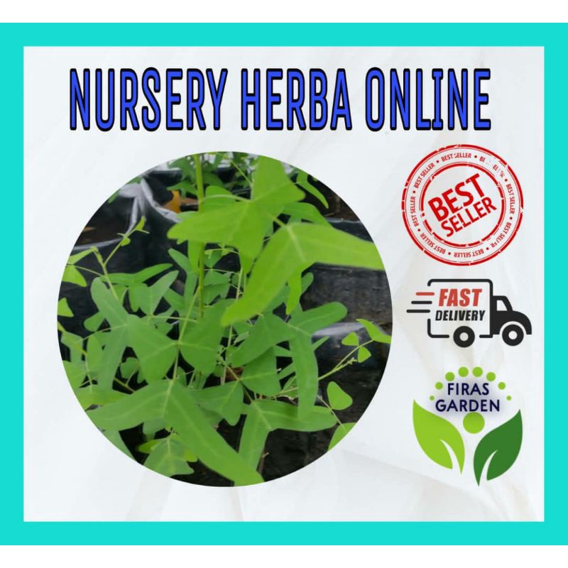 ANAK POKOK RERAMA HIJAU BERPOLIBAG | Shopee Malaysia