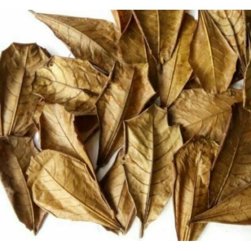 🌿Daun Ketapang🍀jika inginkan secara pukal, boleh mesej dahulu | Shopee ...