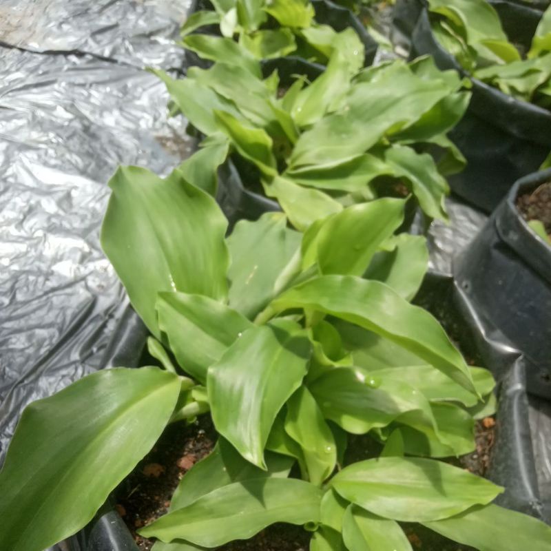 pokok cekur / kencur ( polibag) | Shopee Malaysia
