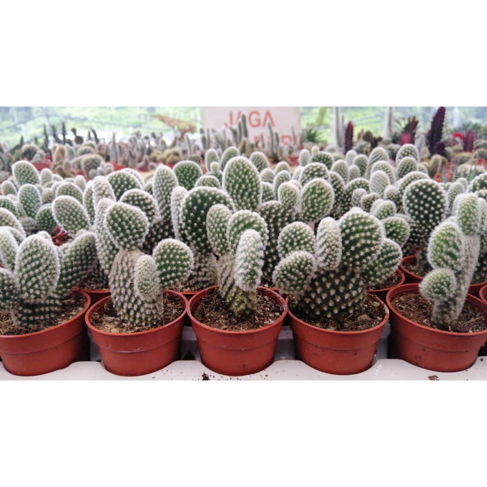 Cactus 🌵 Rabbit Ear 🌵 Pot Size 55mm | Shopee Malaysia