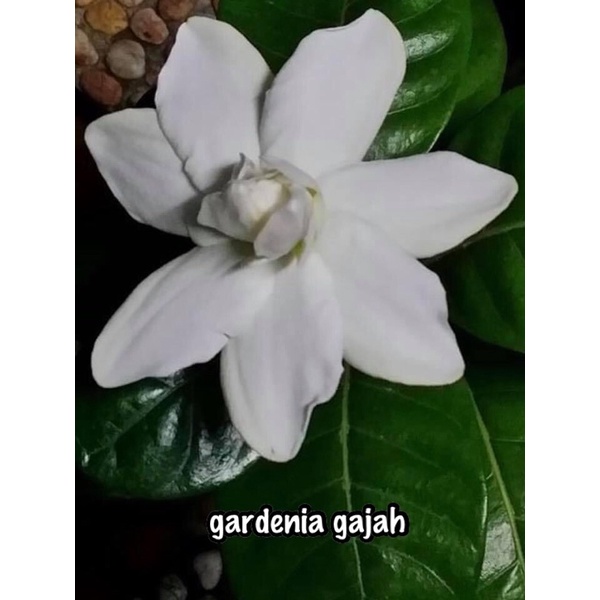 Pokok bunga wangi gardenia - kula gardenia, Vietnam, shooting star ...