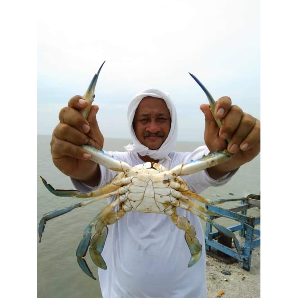 Jaring Pancing Ketam / Ikan / Crab Net / Fishing Net Hamba Bens 2 in 1 ...