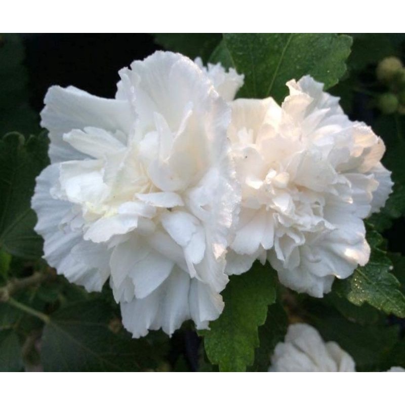 Part 4/6 : Pokok Bunga Raya Hibiscus Rose Of Sharon Lavender Chiffon ...