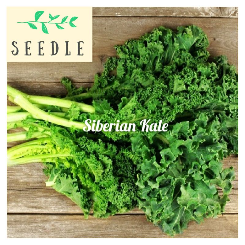 Siberian Kale Vegetable Seeds | Shopee Malaysia