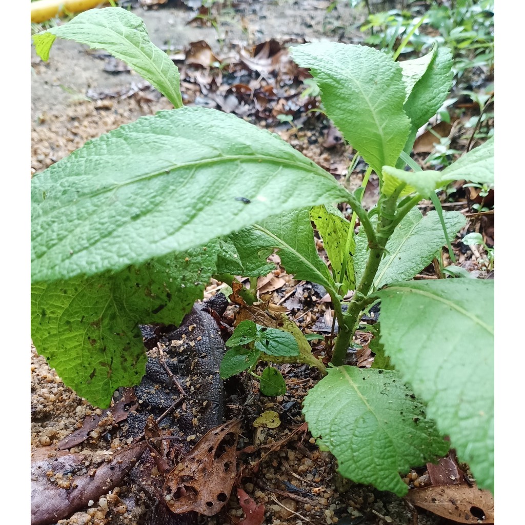 Anak pokok sembung ( herba ) | Shopee Malaysia