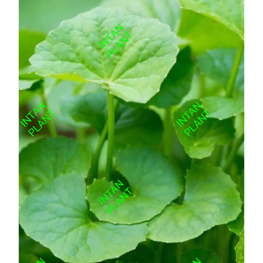 POKOK HIDUP PEGAGA ULAM GOTU KOLA TANAM DALAM POLYBAG / PENNYWORT ...