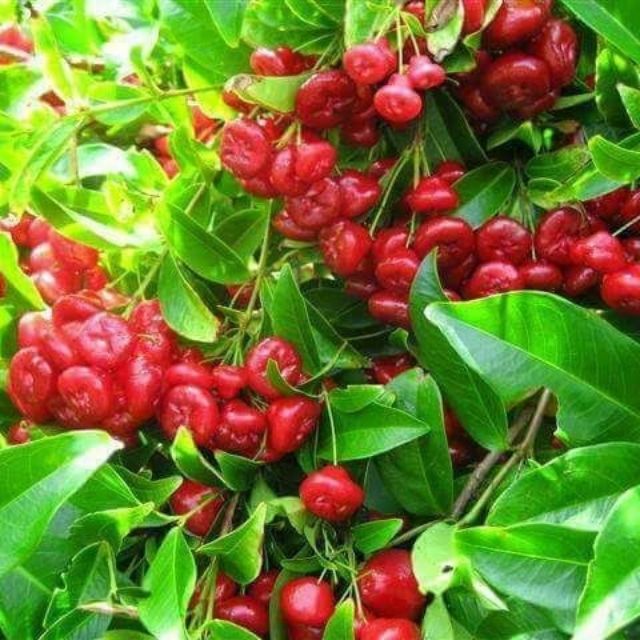 Jambu bertih🍇pokok rendah sudah bolh berbuah🍇sesuai tanam di dlm pasu ...