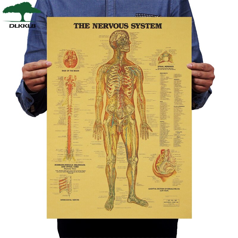 DLKKLB The Nervous System Poster Vintage Style Retro Poster Muscles ...
