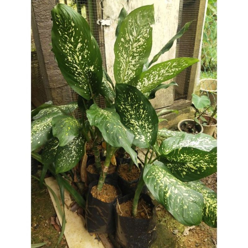 keladi liar🌱 (Homalomena sulcata) | Shopee Malaysia