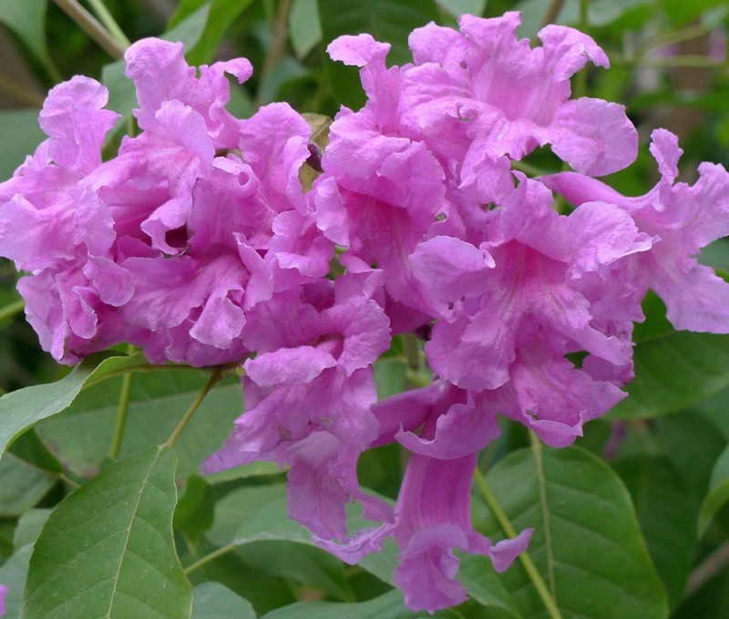 Anak Pokok Bunga Tabebuia Rosea a.k.a Bunga Sakura Malaysia | Shopee ...