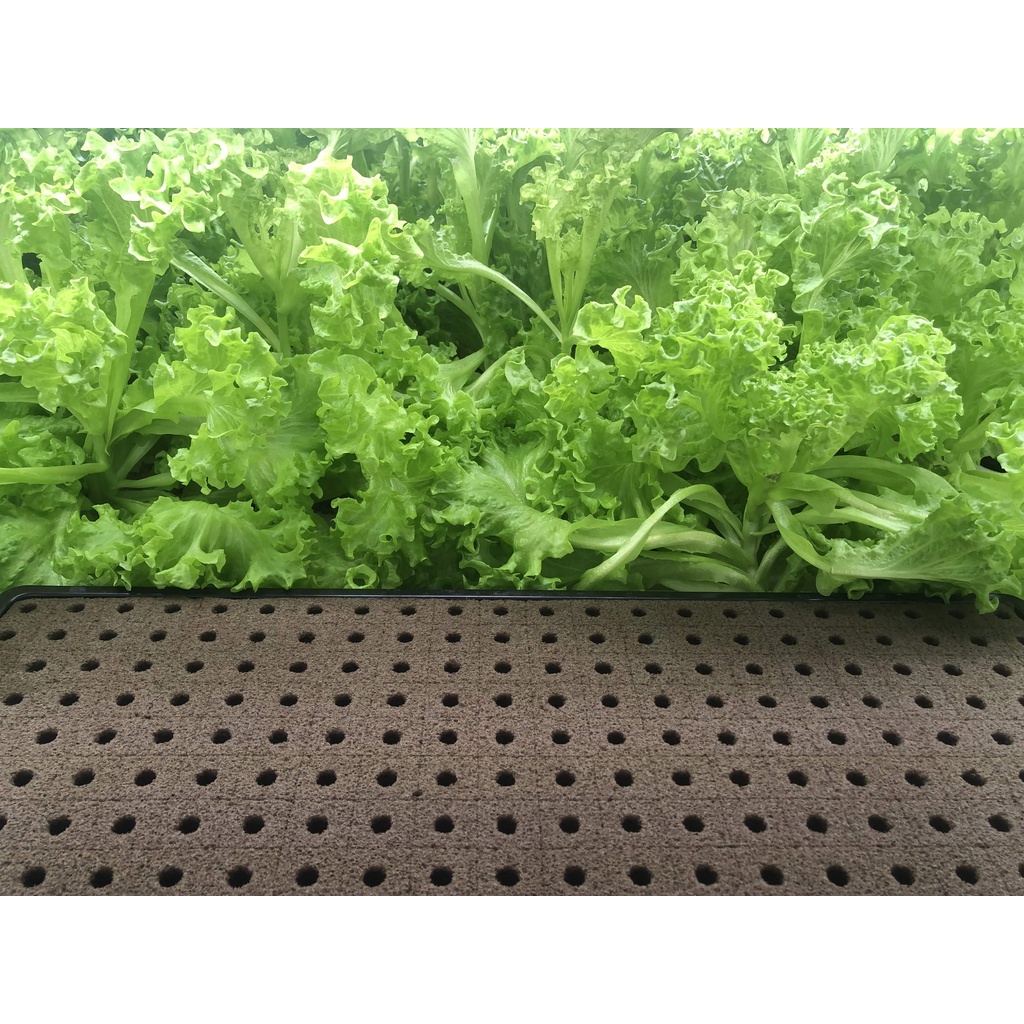 Rockwool Oasis Horticubes [48/72/144/276 CUBES] Hydroponic Aquaponic ...