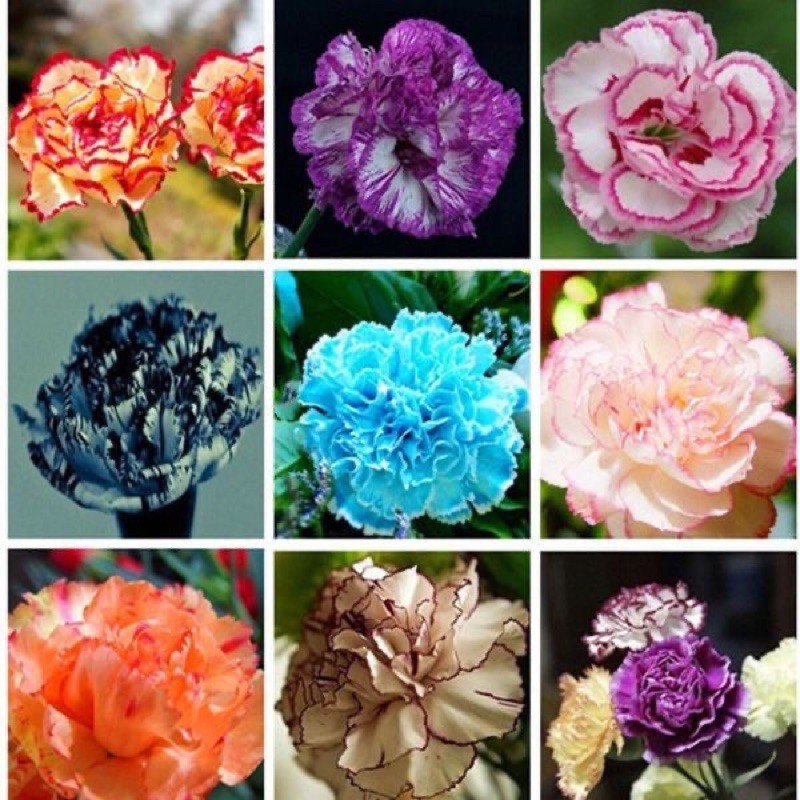 【Ready Stock】 Biji Benih Bunga Carnation Campur Warna Flower seeds ...