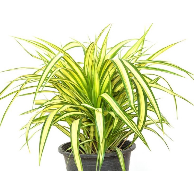 Anak pokok pandan kuning / screw pine / pandanus sanderi / pokok pandan ...