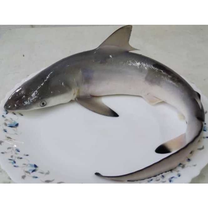 Ikan Yu Kepak Hitam (Spot-tail Shark) | Shopee Malaysia