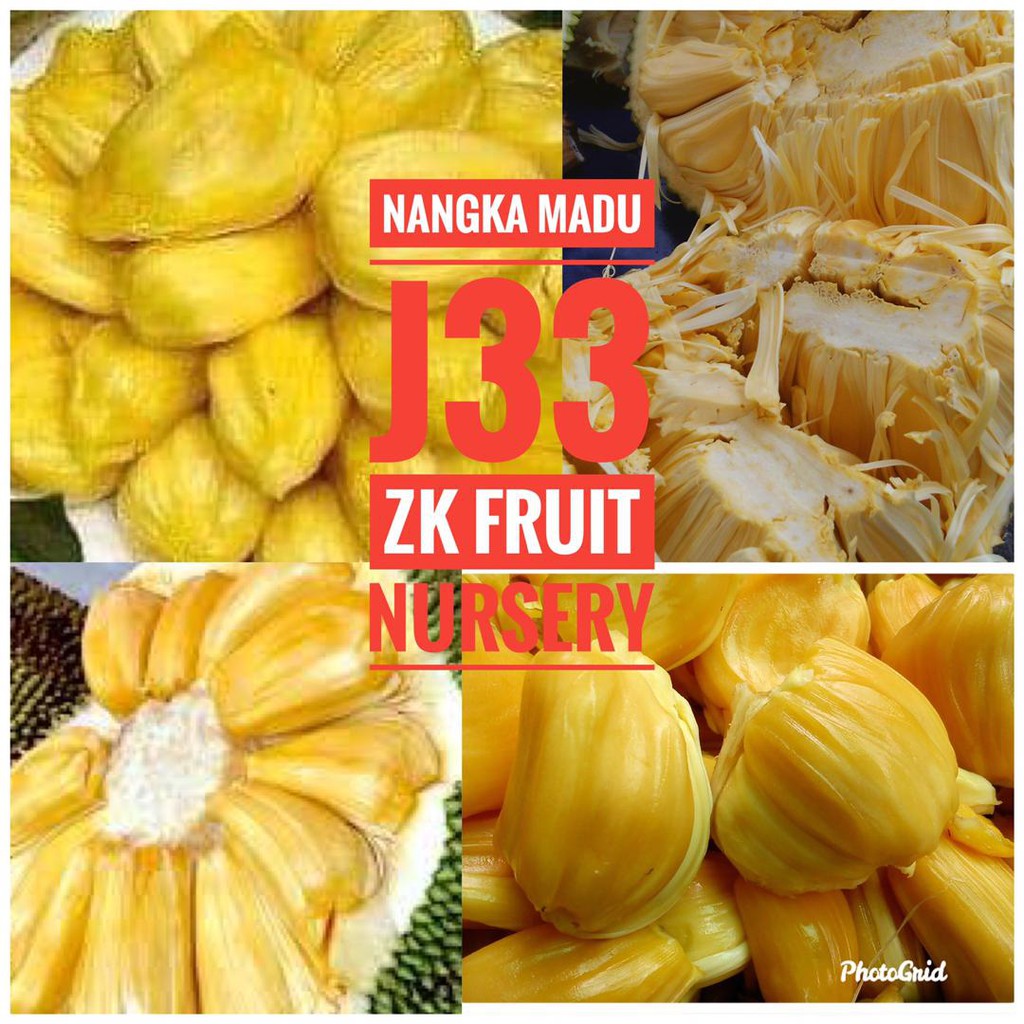Anak pokok nangka J33 | Shopee Malaysia