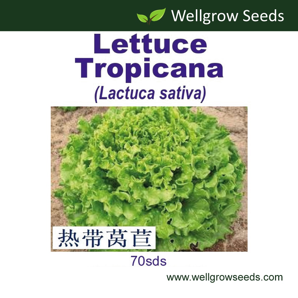 Lettuce Tropicana (70sds) 热带莴苣 Biji Benih Salad Lettuce Selada ...
