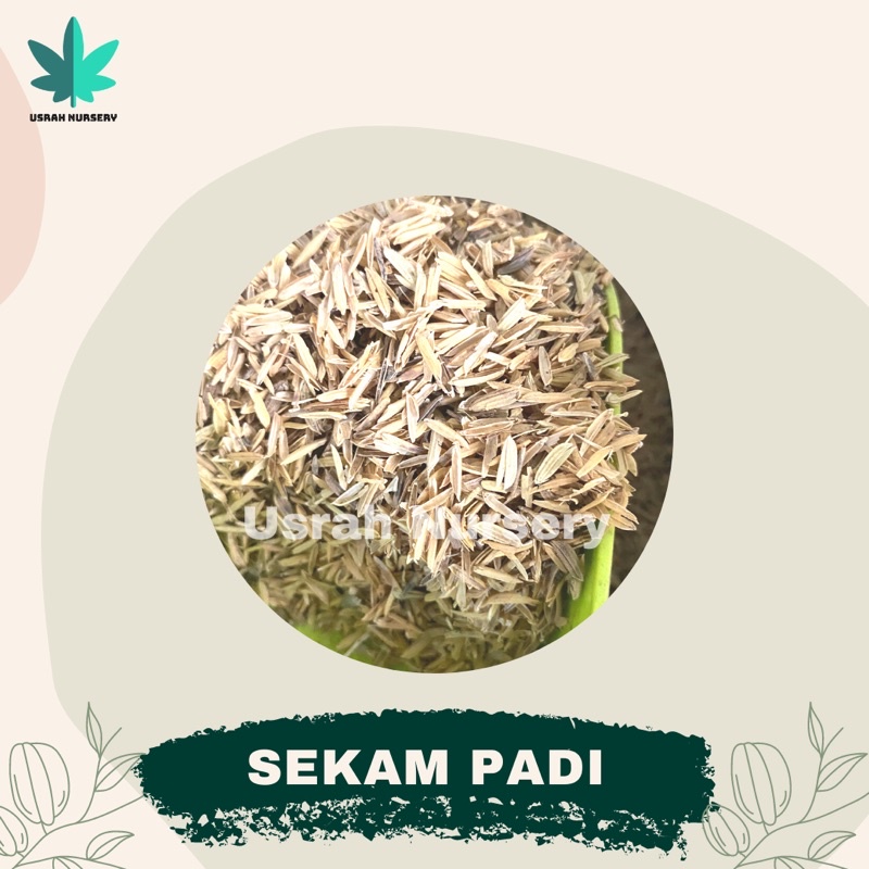 Sekam padi / sekam padi organik | Shopee Malaysia
