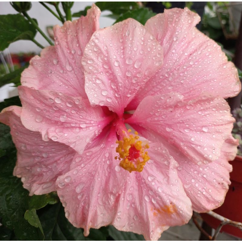 Pokok Bunga Raya Hybrid - Hibiscus [Live Plant] | Shopee Malaysia