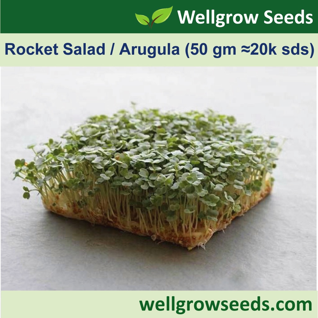Rocket Salad / Arugula 芝麻菜 (50gm, approximately 20,000seeds) Gargil ...