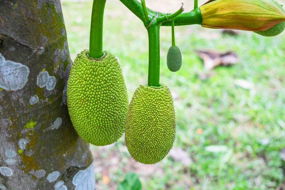 Jackfruit波罗蜜种子 Buah Nangka Biji Benih Fruit Buah Buahan Seed 1Pc ...
