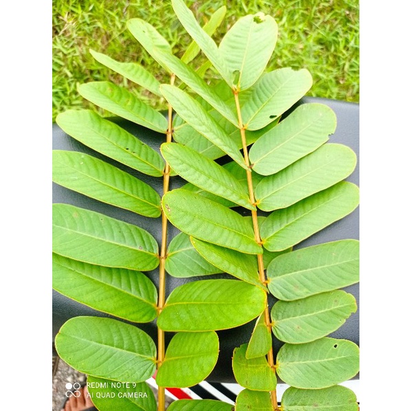 Ready STOK - (30 helai) Daun gelenggang UBAT kurap/kayap/-gatal/ezema ...