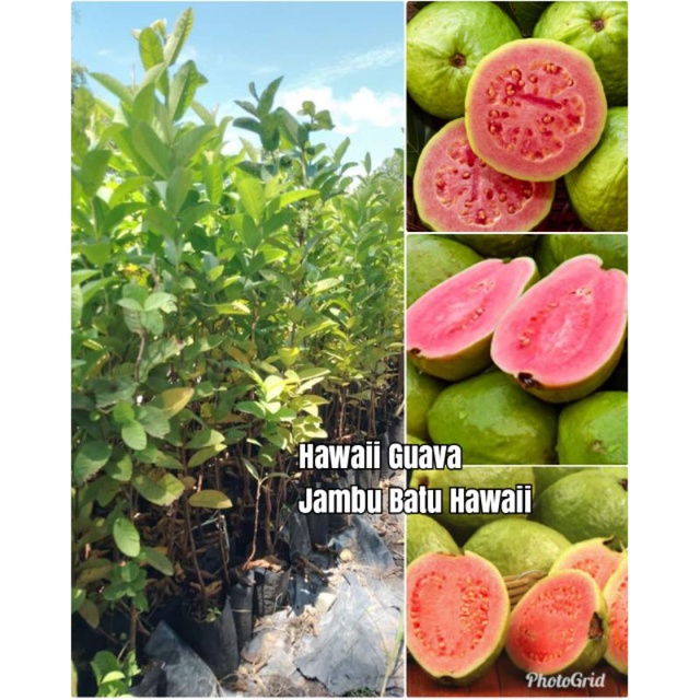KKB Pokok Jambu Batu Hawaii, Hawaii Guava | Shopee Malaysia