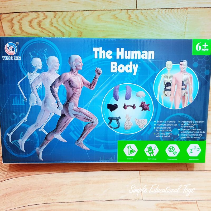 Human Body Model Human Skeleton Set STEM Learning Kids Educational ...