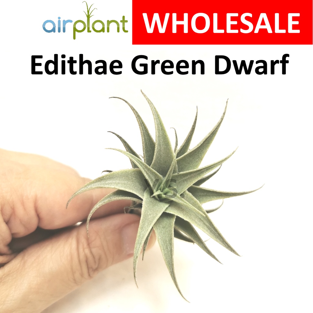 Air Plant Tillandsia Edithae Green Dwarf / Pokok Udara / 空气凤梨 空气草 ...