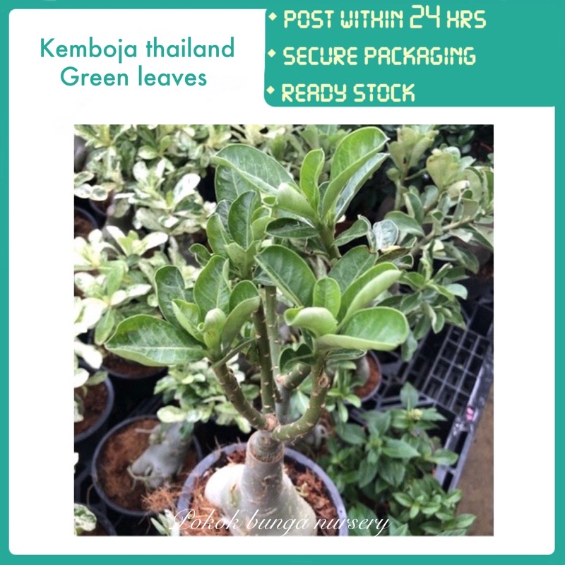 PBN - kemboja Thailand green leaves random ID - pokok bunga nursery ...