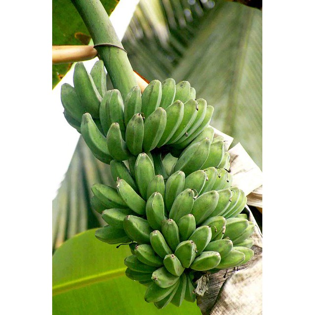 Pisang Sematu Pahang ( 1 Kg ) | Shopee Malaysia