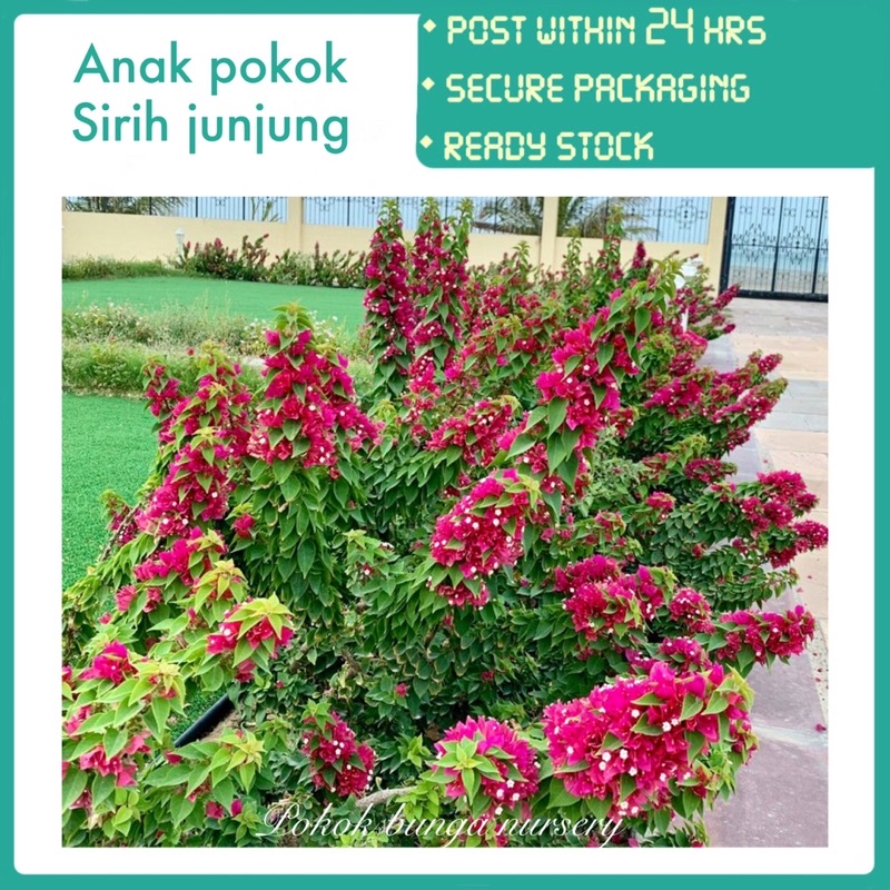 PBN - anak pokok sirih junjung - bunga kertas Bougainville ninja turtle ...