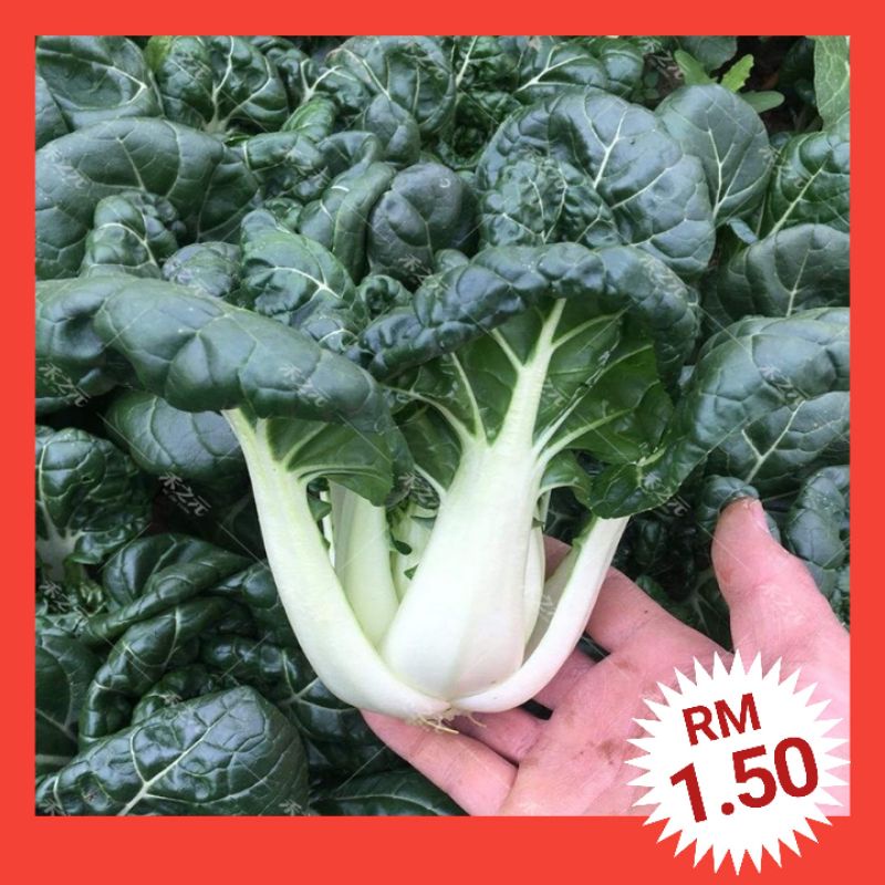 L35 Benih Sayur Pak Choy Renek （300+/-⬆）/ Dark-Leaf Milk Pak Choy ...