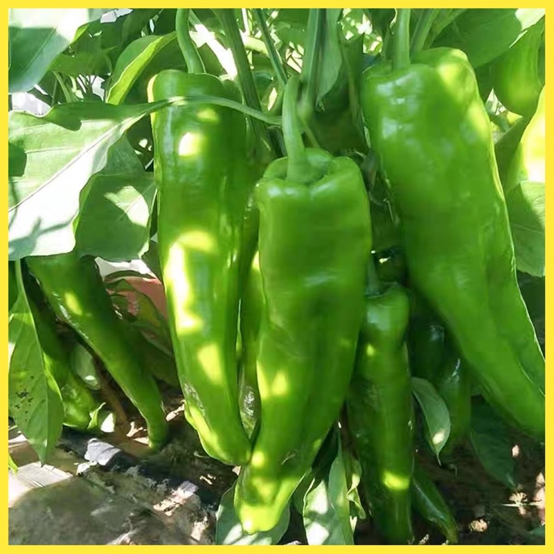 Biji Benih Lada Cili Besar (80pcs+/-) ｜ Big Horn Pepper Seeds ｜ 大牛角椒种子 ...
