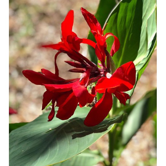Red canna plants/ bunga tasbih merah | Shopee Malaysia