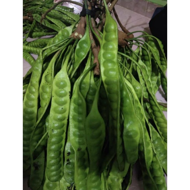 PETAI KAMPUNG FRESHH ISI/MATA BESAR🔥 | Shopee Malaysia