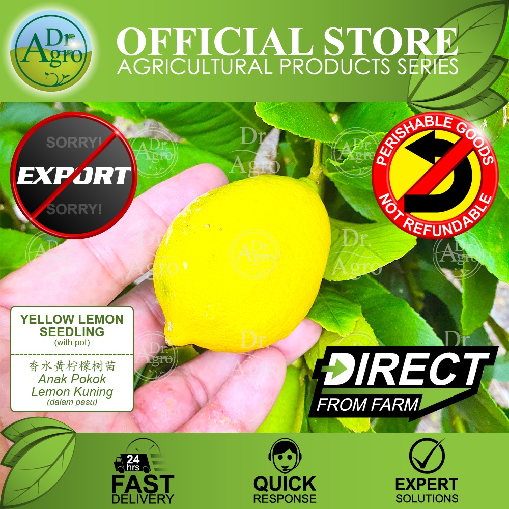 Dr. Agro || Anak Pokok Lemon Kuning (Dalam Pasu)/香水黄柠檬树苗/Yellow Lemon ...