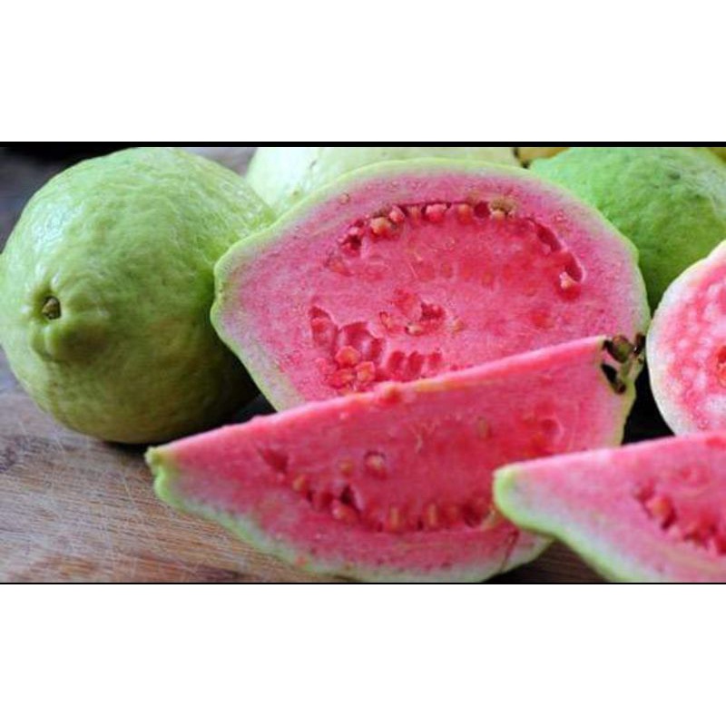 anak pokok jambu batu pink/pink guava | Shopee Malaysia
