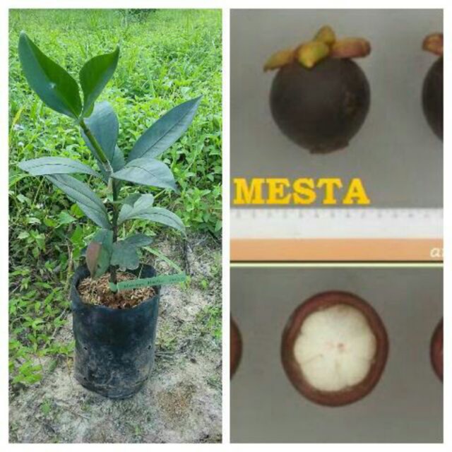 Anak pokok manggis mesta hybrid / hybrid mesta mangosteen tree / 尖尾 ...