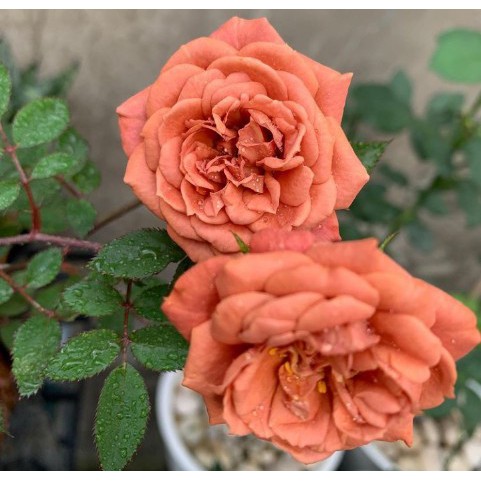 Pokok rose thailand red-orange (Pokok hidup ) | Shopee Malaysia