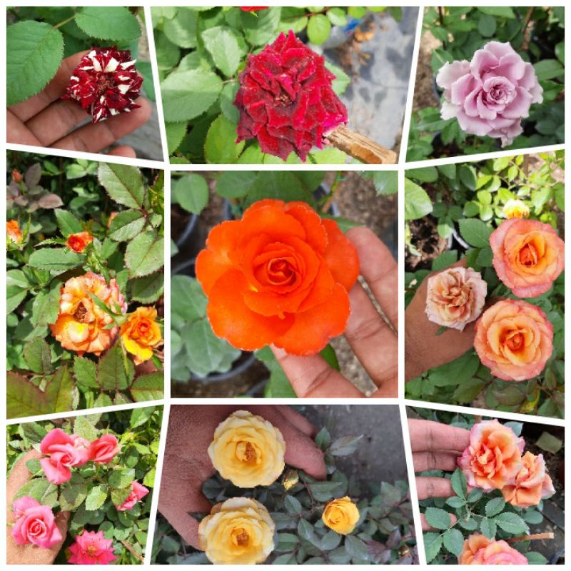 bunga rose mawar. pokok matang dalam beg 8 inch. warna random (ikut ada di nursery). ros kampung ...