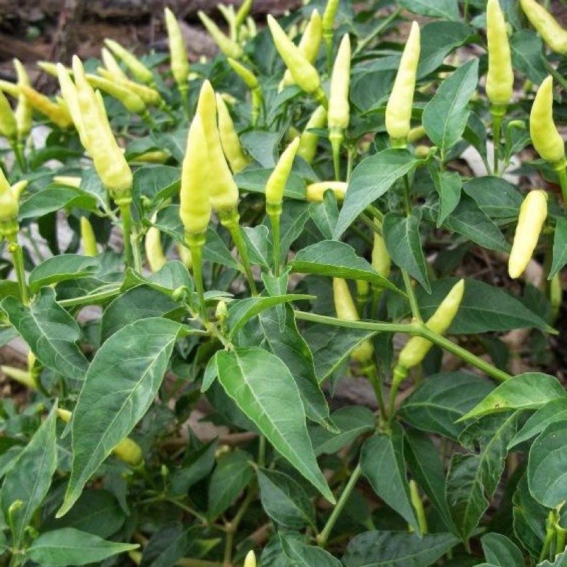 Benih.seed Cili Borneo Putih/ cili kampung 20biji Benih Cili Padi ...