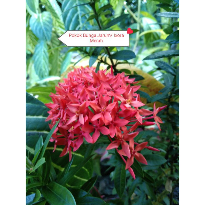 4 Keratan Batang Pokok Bunga Jarum/ Ixora Merah | Shopee Malaysia
